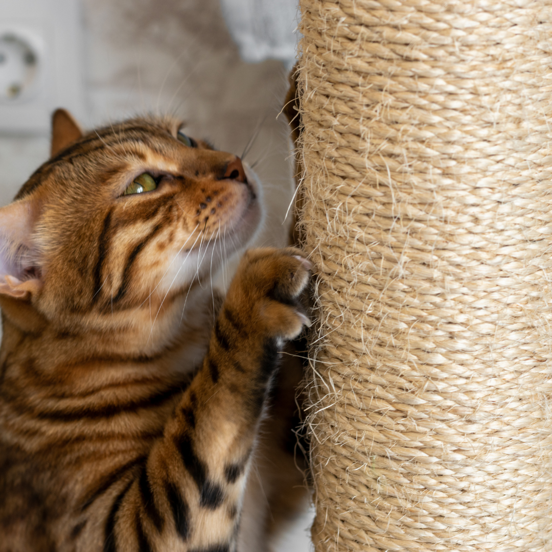 Katten - Krabpalen – The Paw Shop